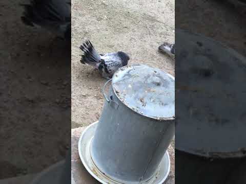 Güvercin yumurtlama