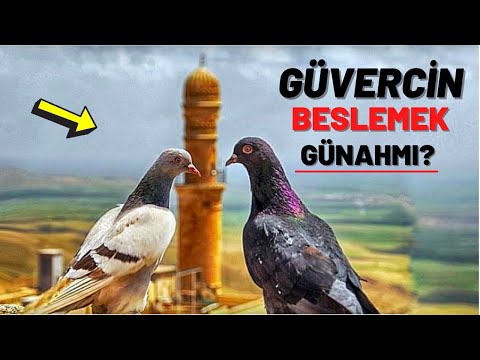 Güvercin Beslemek Günahmıdır? Taklacı Güvercin
