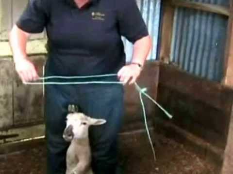 Otago Polytechnic RUMINANT RESTRAINT Hog-tying a sheep for restraint ...