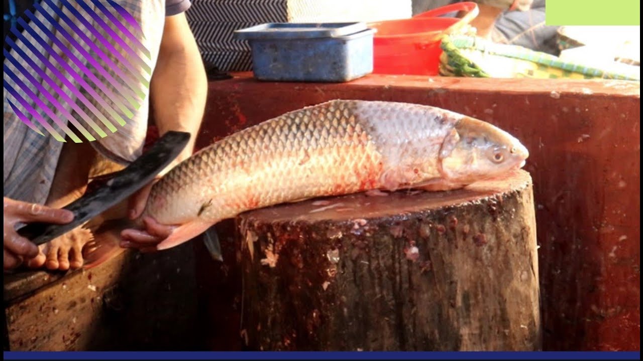 Mrigal Fish Physical CharacteristicsΙ Ι Natural Fish Processing Ι Ι ...