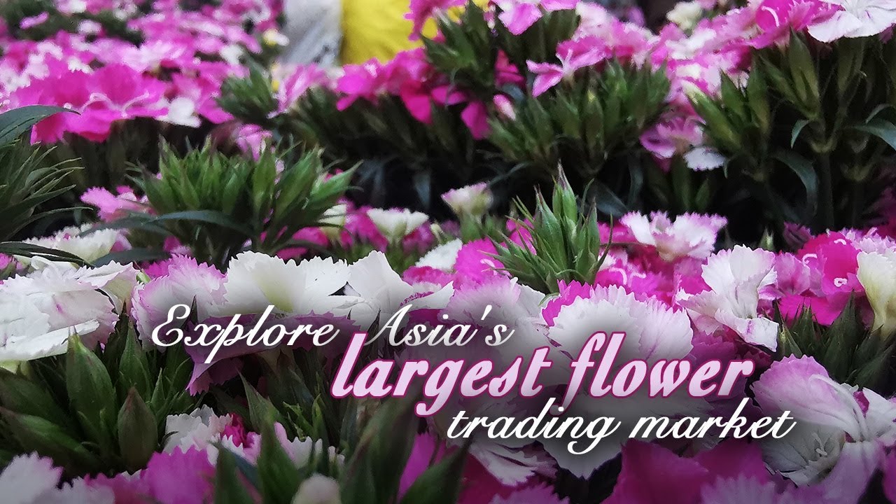 Live: Explore Asia’s largest flower trading market你喜欢的花都在这里啦！看CGTN带你逛昆明 ...