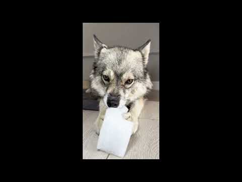 Living  with a Wolf | ASMR
