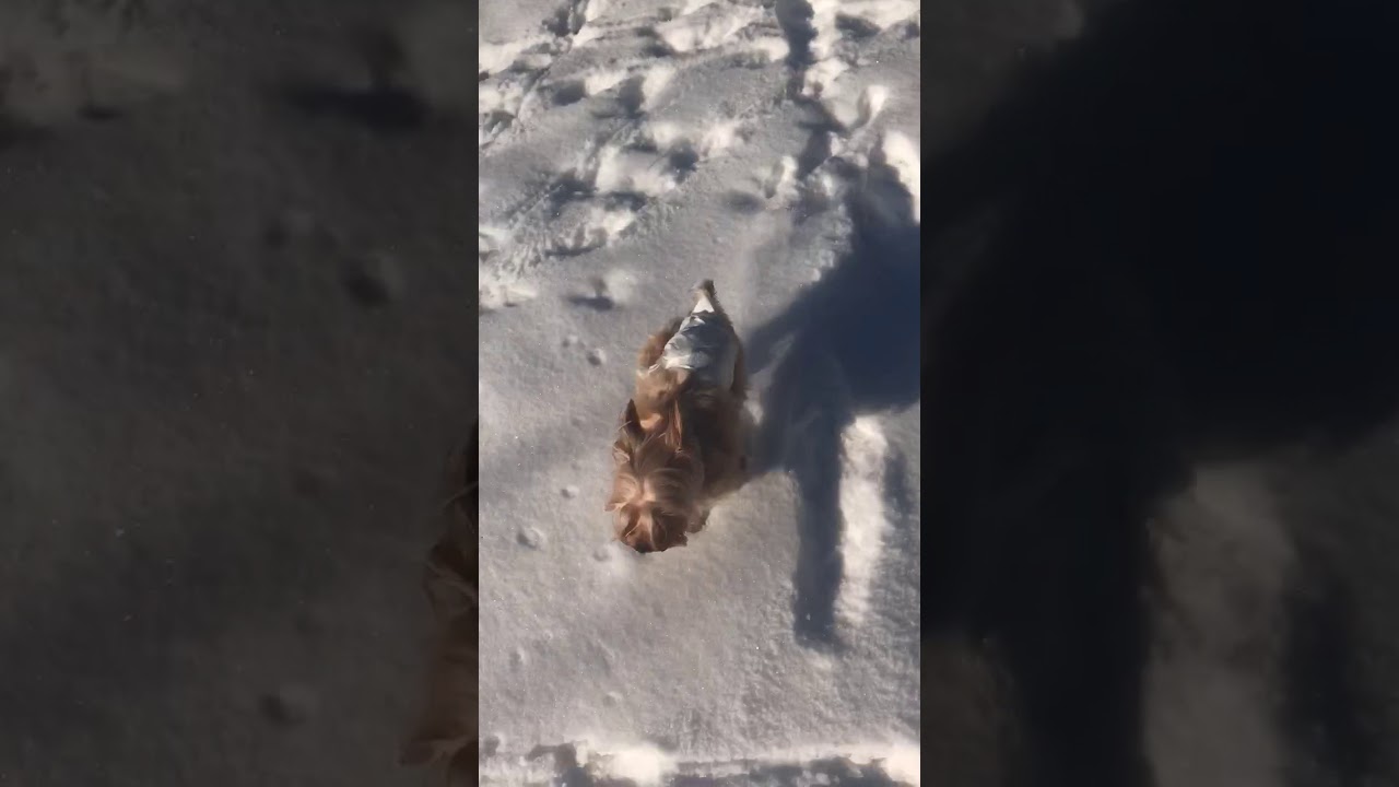 Yorkie (meatloaf) playing in the snow! - YouTube