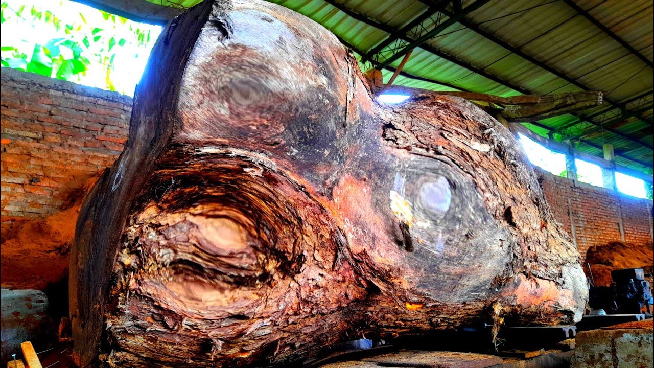 The hump trembesi wood is processed into valuable planks by sawing ...