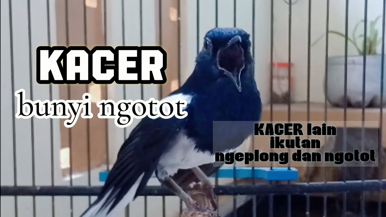 SUARA PANCINGAN KACER BUNYI NGOTOT AMPUH BIKIN KACER LAIN IKUTAN GACOR ...