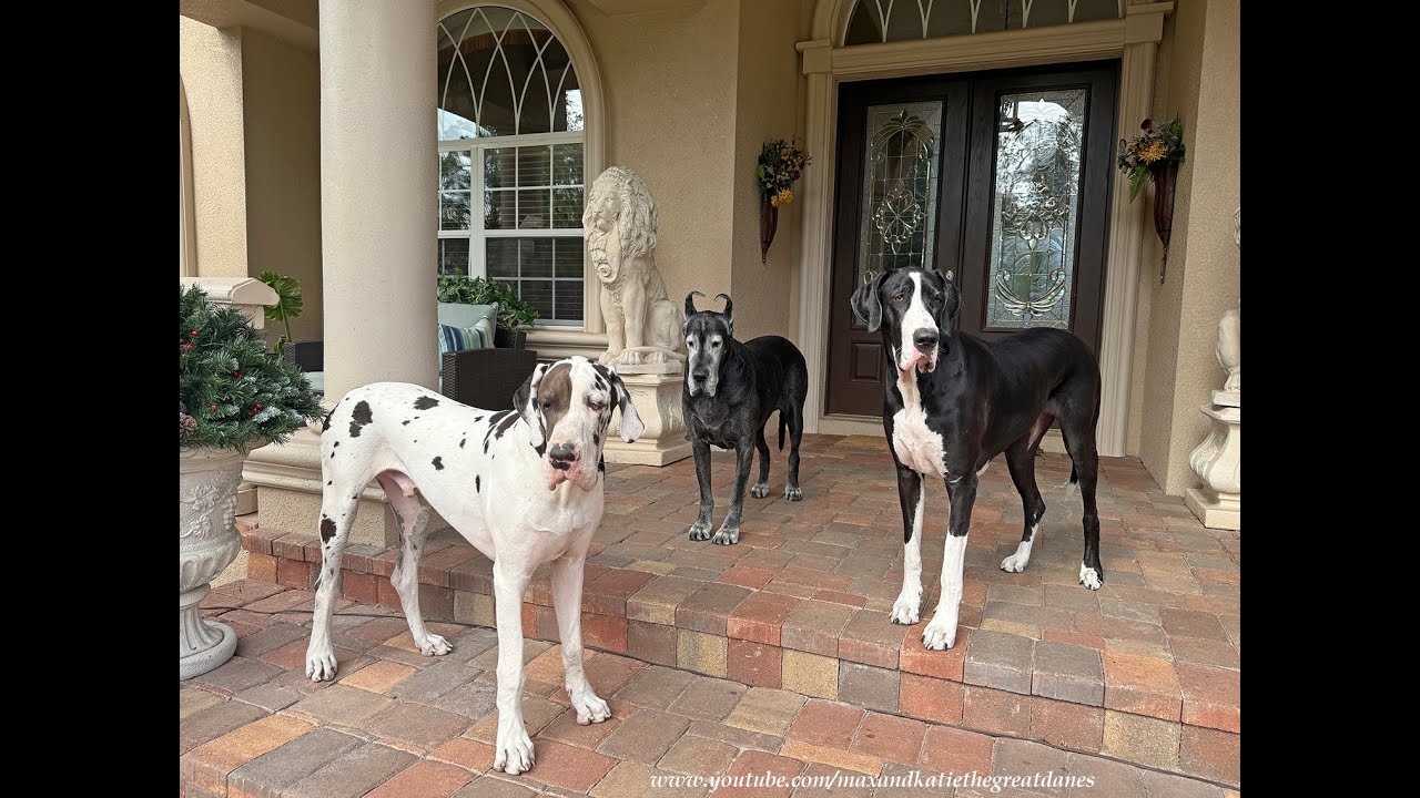 Funny Senior Great Dane Patiently Waits For The Kids To Pose For Family ...