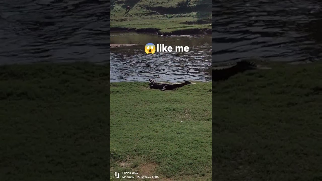 crocodile|| crocodile 😱😨 gujrat dhadhar river 😱😨 - YouTube