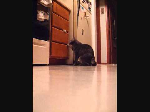Tom's cat is a jerk.