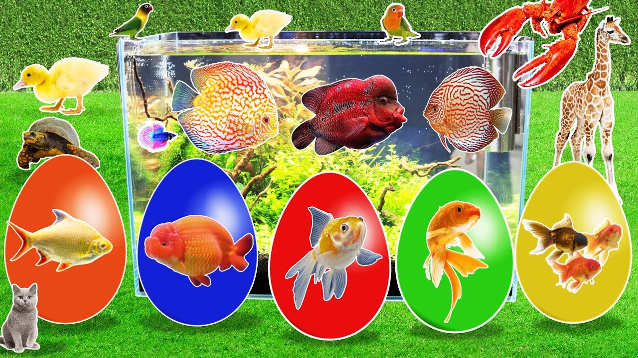 Colorful surprise eggs, lobster, snake, cichlid, betta fish, turtle ...