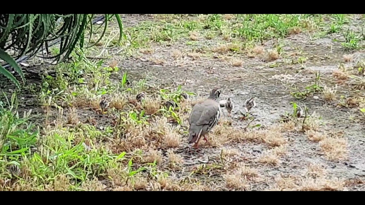 PERDIZ Y SUS CRIAS. 5-05-2020. - YouTube