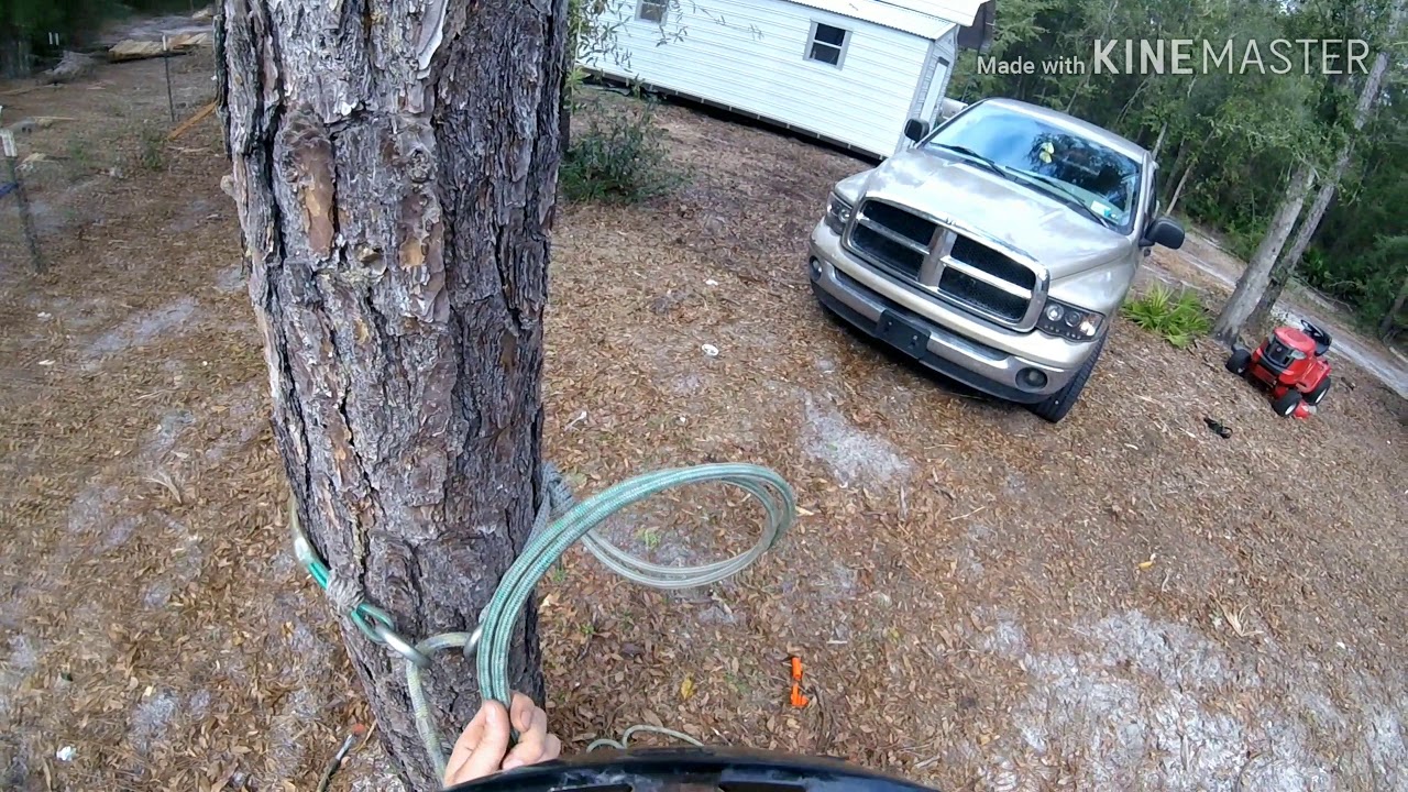 Tree squeeze review - YouTube