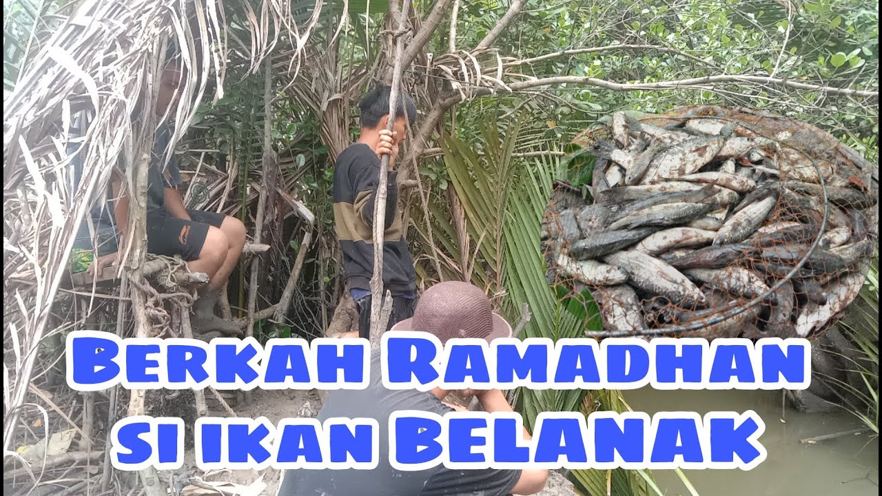 TANGKULAN banjir BELANAK - YouTube
