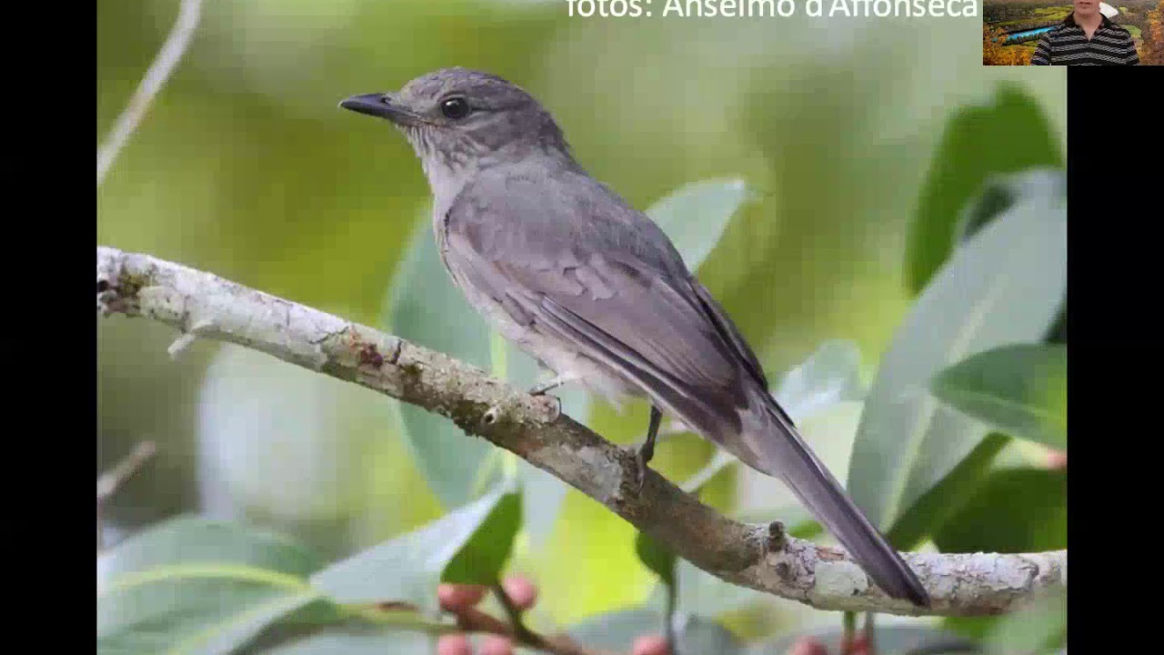 Jeffrey Podos: Arapongas da Amazônia, as aves mais barulhentas do mundo ...