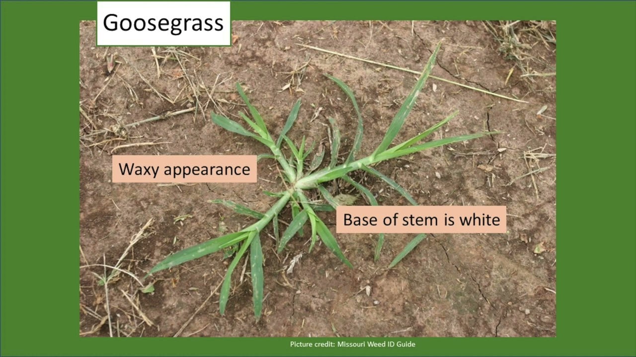 Identifying summer annual grasses in grain crops - YouTube