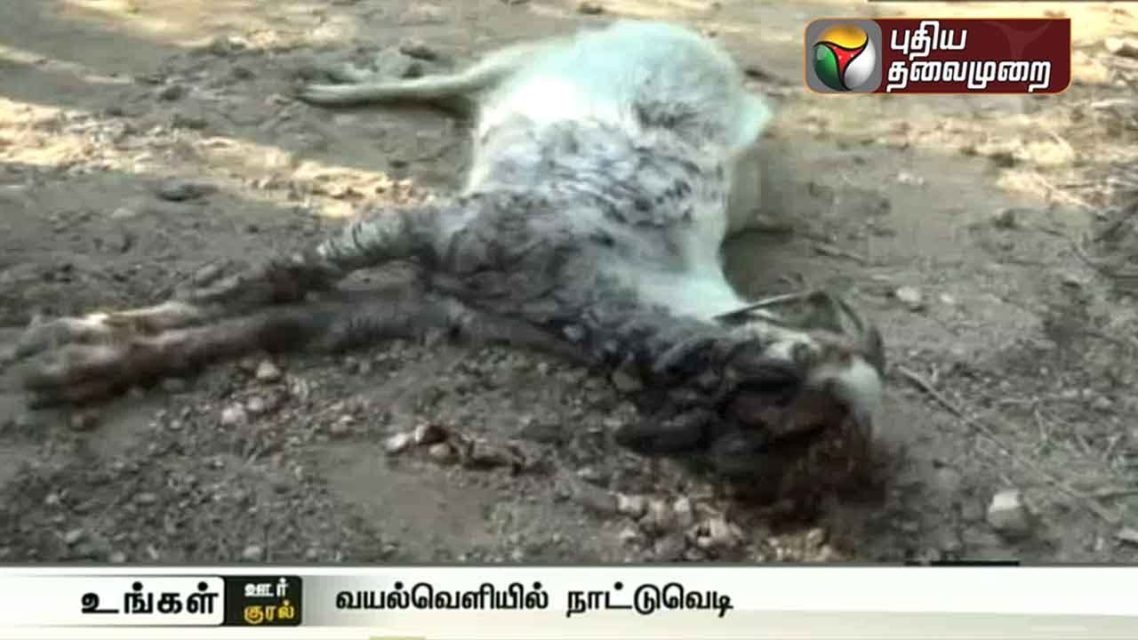 Goat dies after biting country bomb in Erode - YouTube