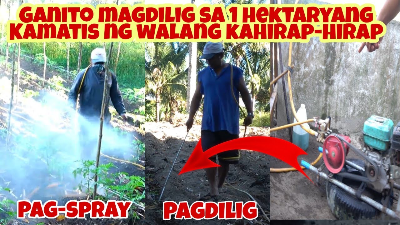 PAANO MAGDILIG AT MAG-SPRAY SA ISANG HEKTARYANG KAMATIS? Panoorin - YouTube