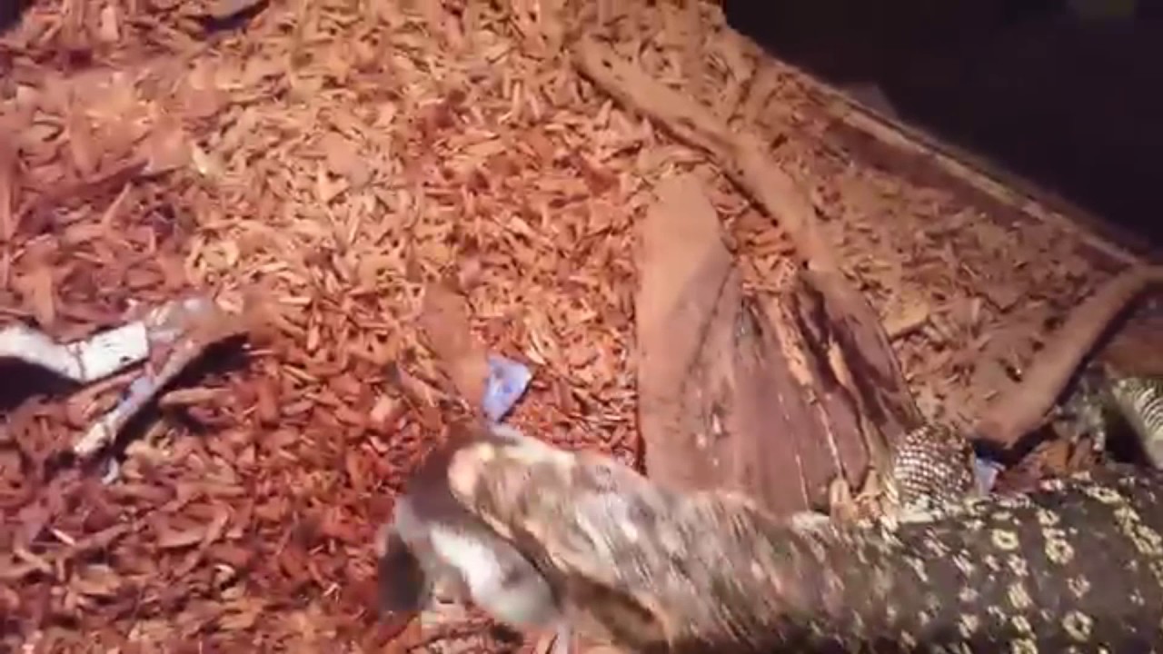 i put spongebob music over a lizard eating a mouse - YouTube