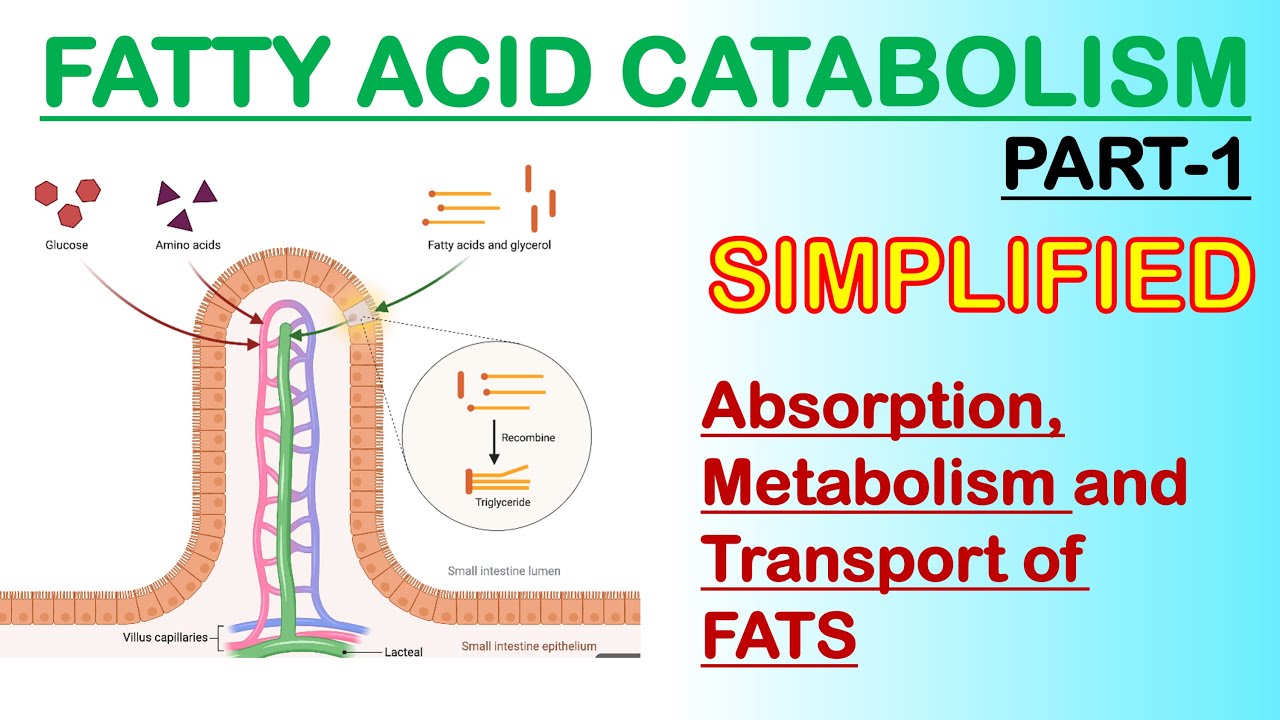 Fattyacid catabolism Part 1 - YouTube