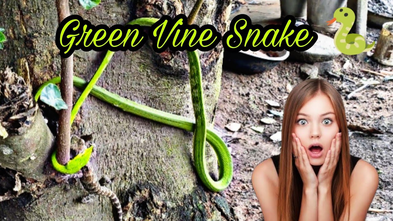 Green Vine Snake 🐍 eating Chameleon 😳 - YouTube