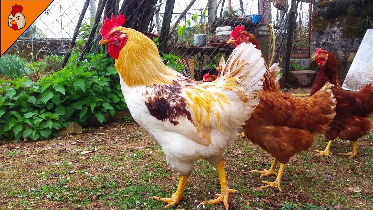 Relaxing Morning With Chickens - Chicken Videos - Rooster Videos ...