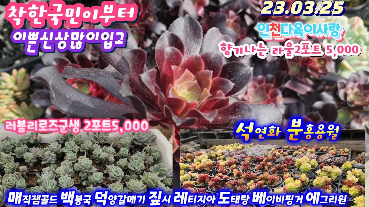 인천다육이사랑1착한국민이러블리로즈군생2포트5천매직쨈골드짚시도태랑을녀심홍매화먼로홍용월석연화아르제더스티로즈