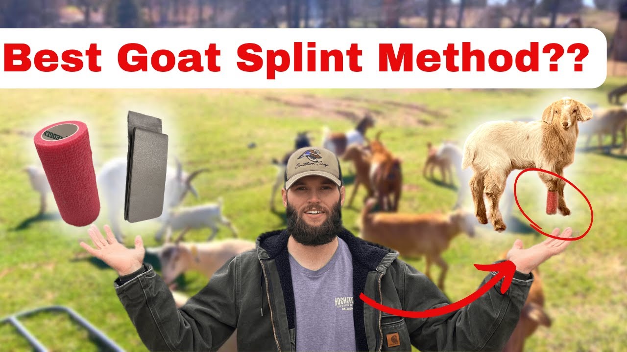 We Save a goat with this special splint! Why did I use this ADAPTABLE ...