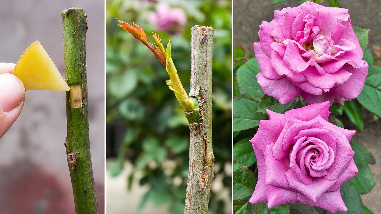 New method of grafting roses | How to graft roses very simply using ...