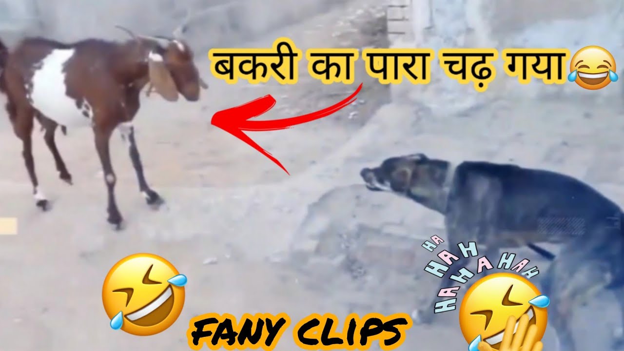 Tha fany moment animals fany moments fany video clips on camera record ...