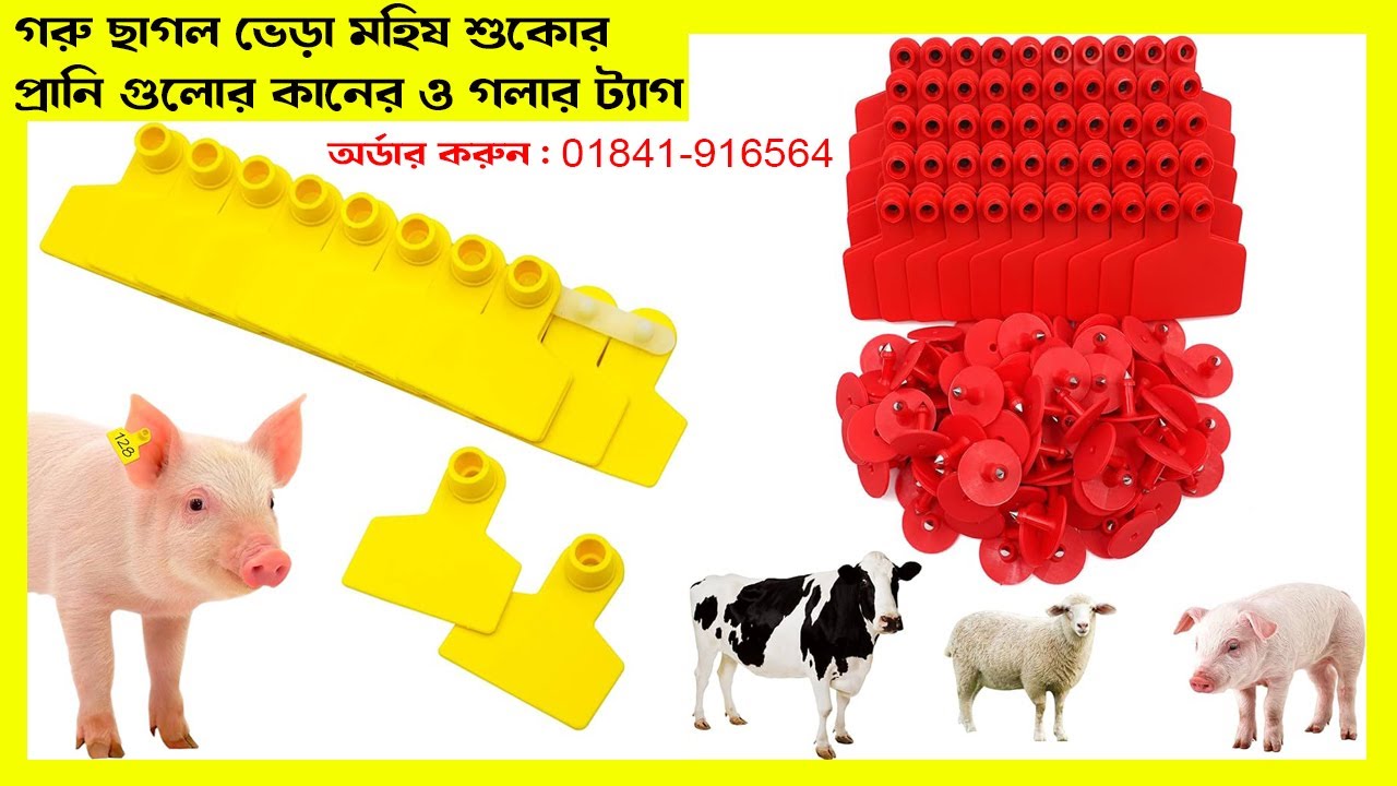 cow tag price | cow ear tag for cow goat sheep | How to Apply Cattle ...