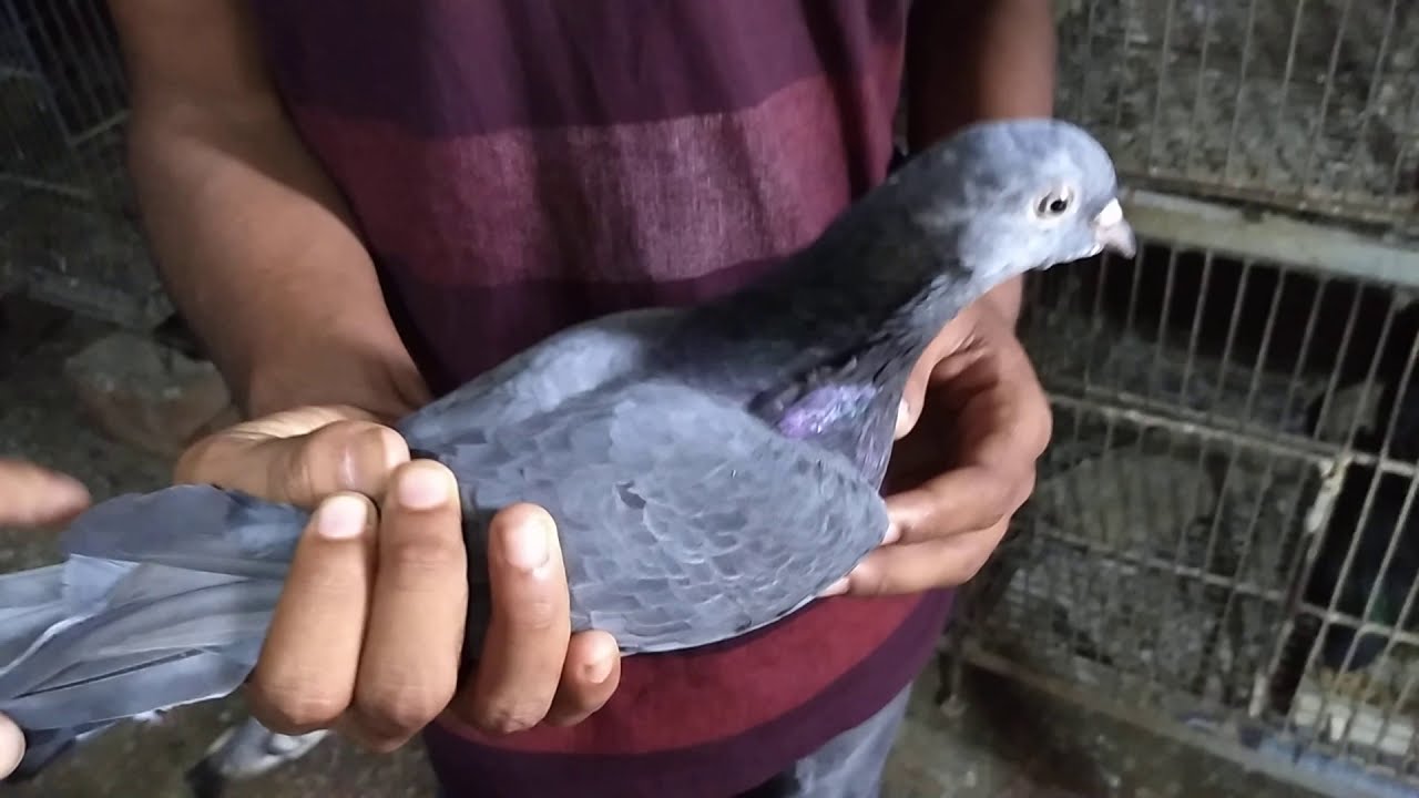 Sahjahanpuri kobutor - YouTube