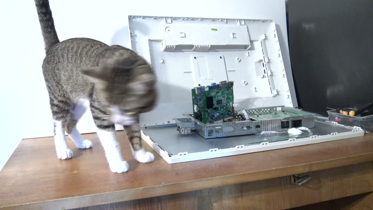 Cat Inside Computer