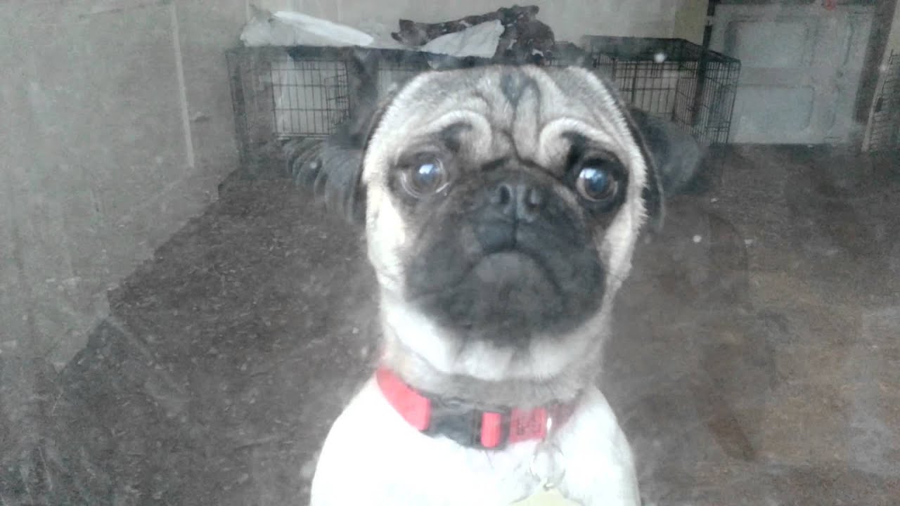 Otis Pug Tracydog - YouTube