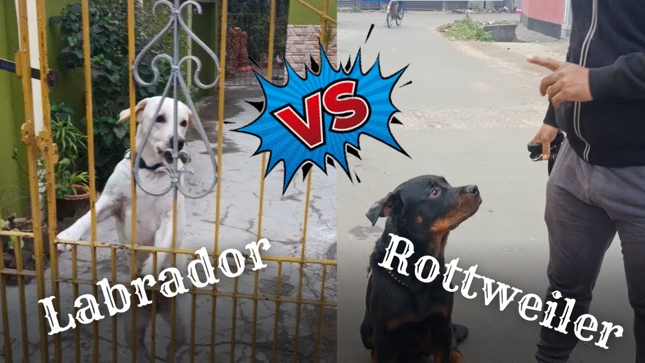 Trained Dogs v/s Untrained Dogs || Rottweiler v/s Labrador || Tips ...