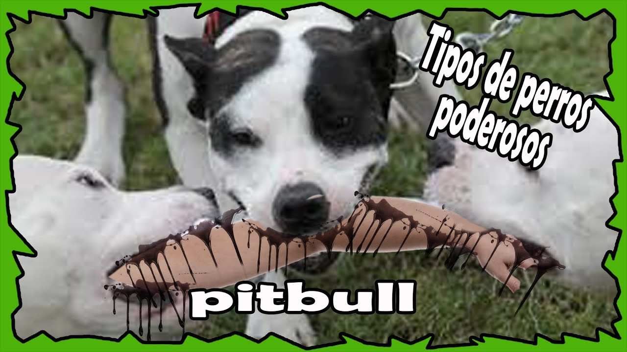 como saber que clase de pitbull es mi perro pitbull y si es pitbull ...