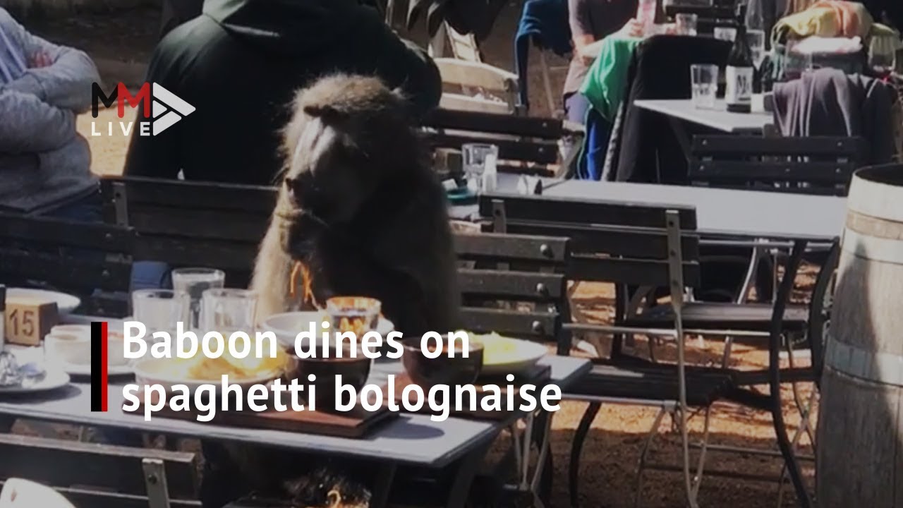 Baboon gatecrashes lunch and guzzles down bolognaise at Cape Town ...