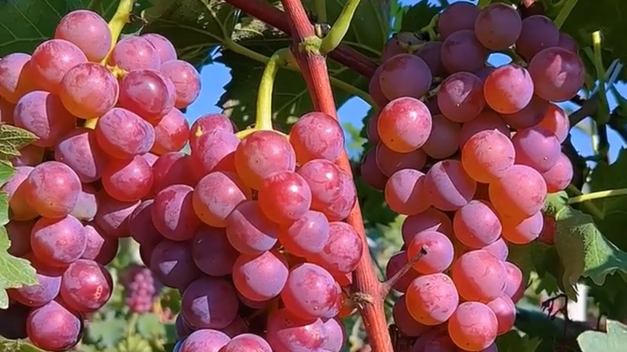 Enjoy and relax with the fresh fruits episode 003 - YouTube