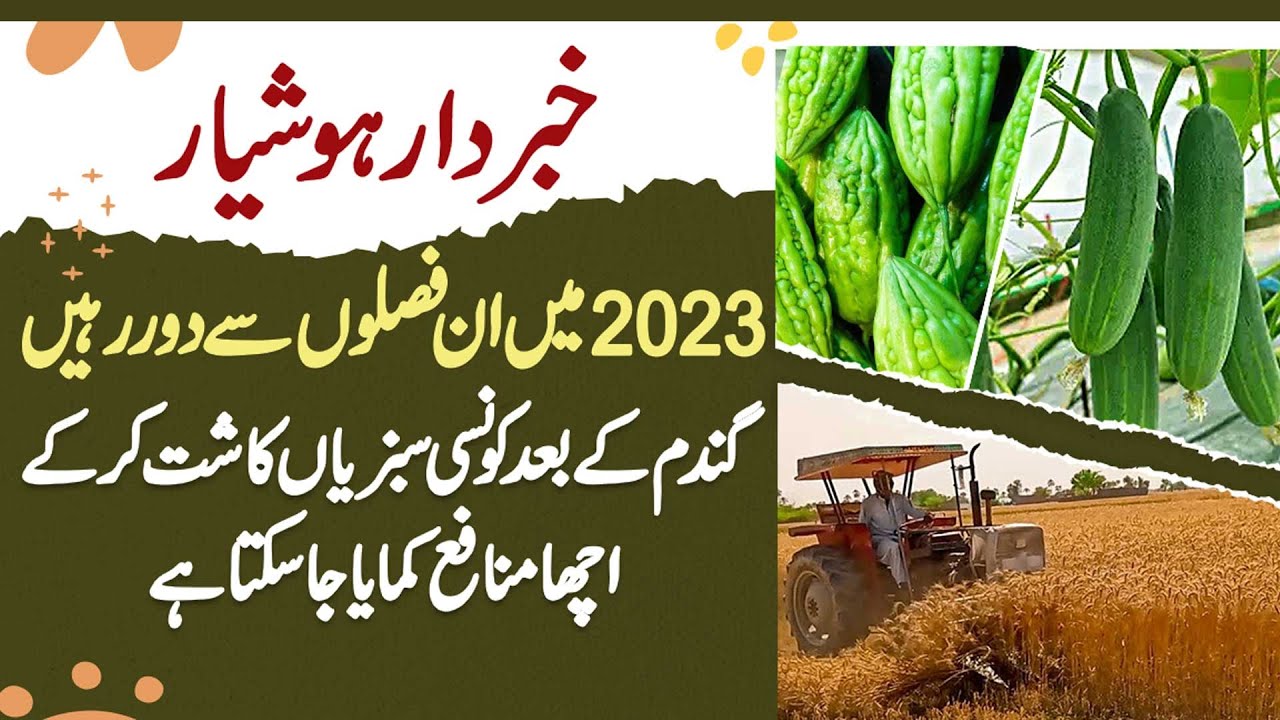How To Grow High Value Vegetable Crop In Pakistan And India - YouTube