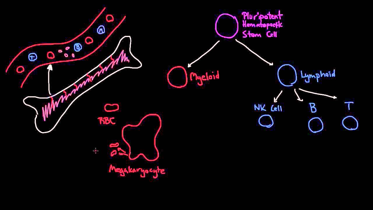 Blood cell lineages - YouTube