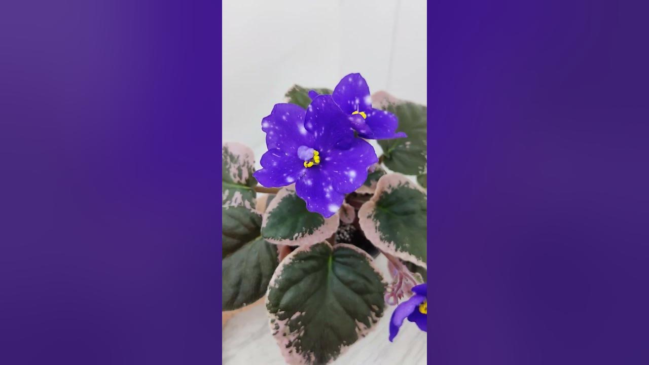 Фиалка Rivermist Heavenly - YouTube
