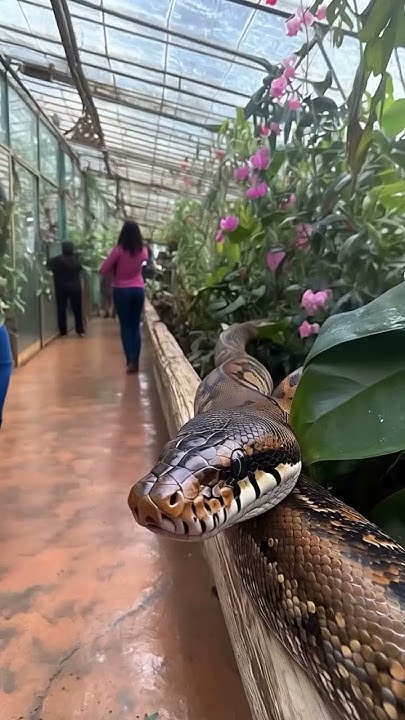 Huge python slithers into flower farm - YouTube