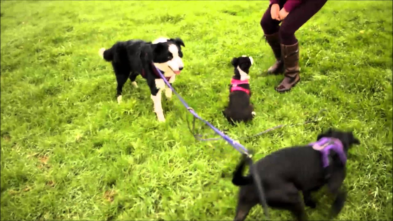 Skye the border collie puppy's first weekend with us - YouTube