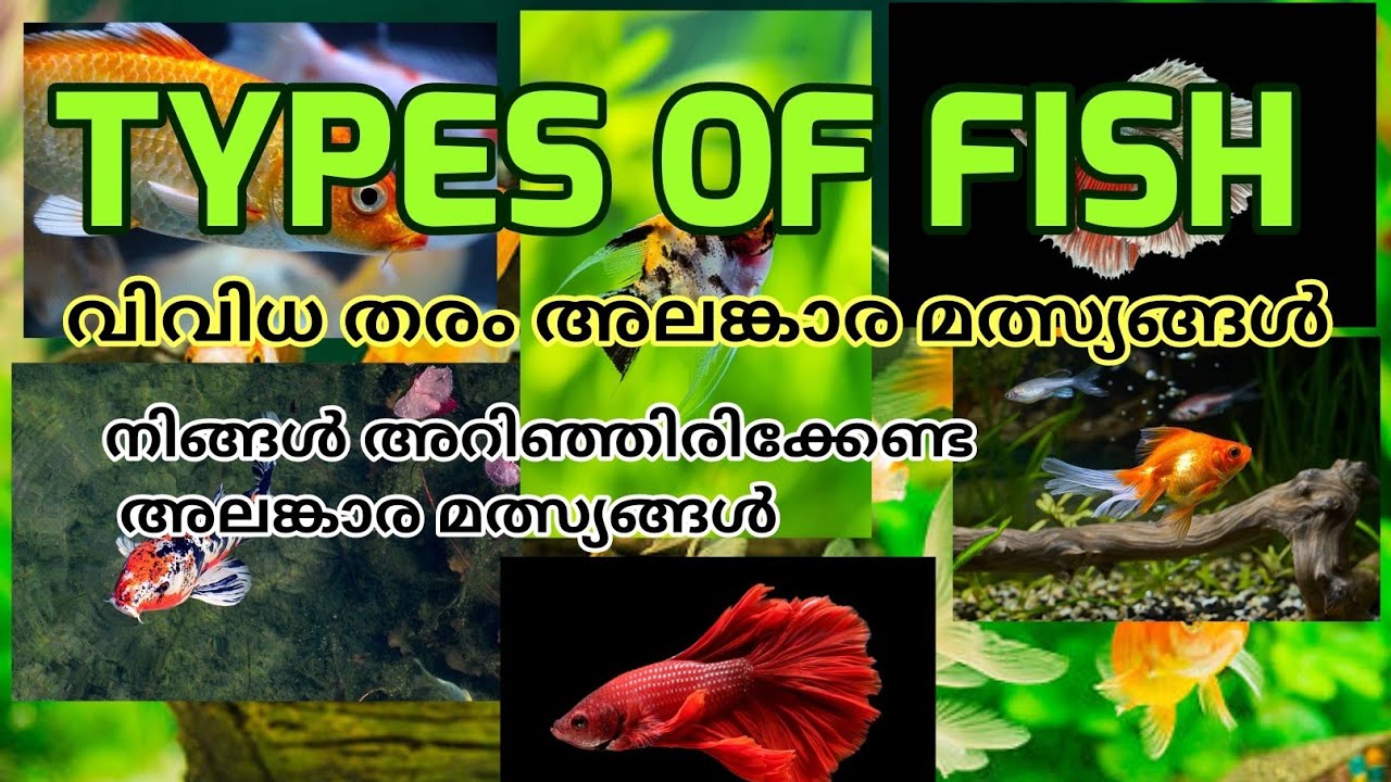 അലങ്കാര മത്സ്യങ്ങളുടെ ലോകം| Types of aquarium fish | (malayalam ...