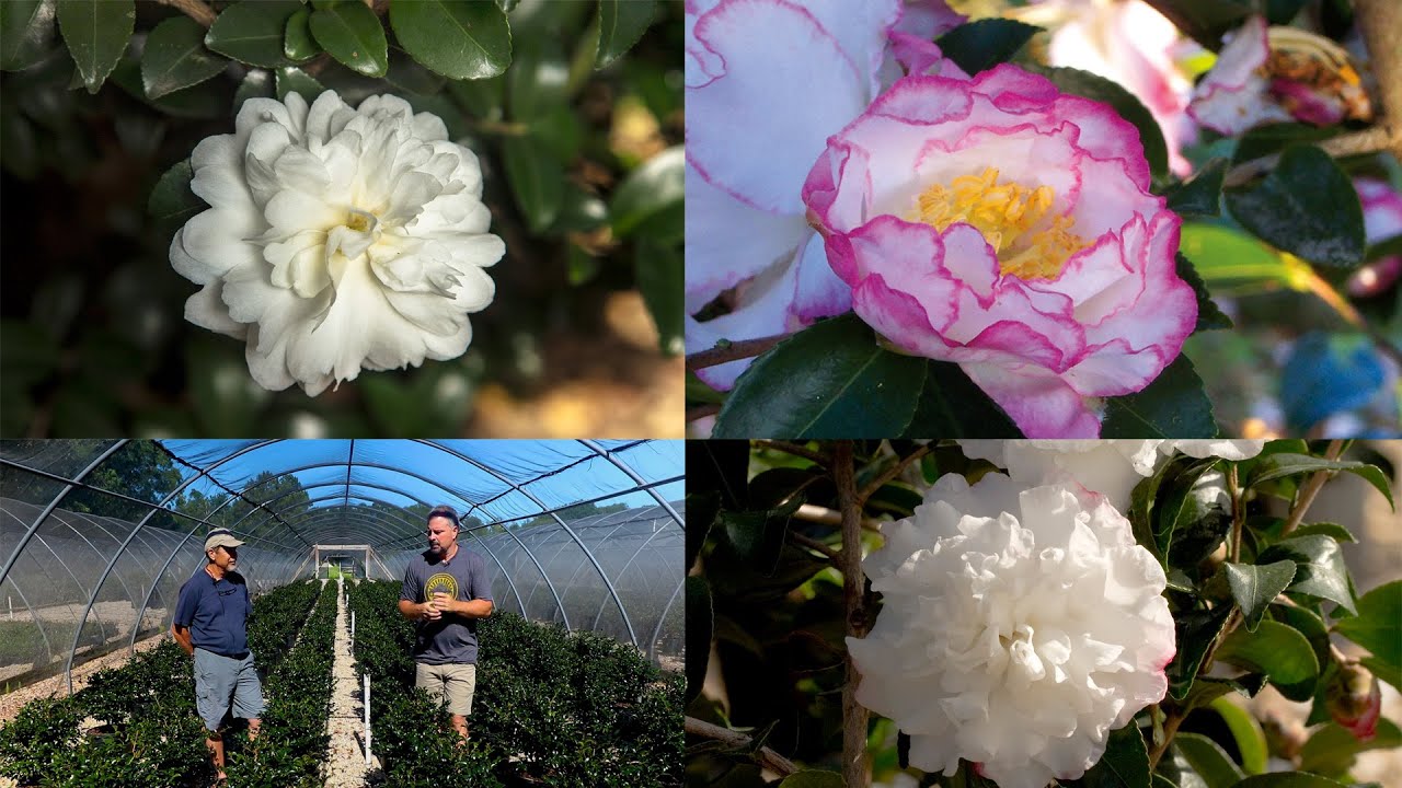 October Magic Camellias with the Plant Breeder Bobby Green - YouTube