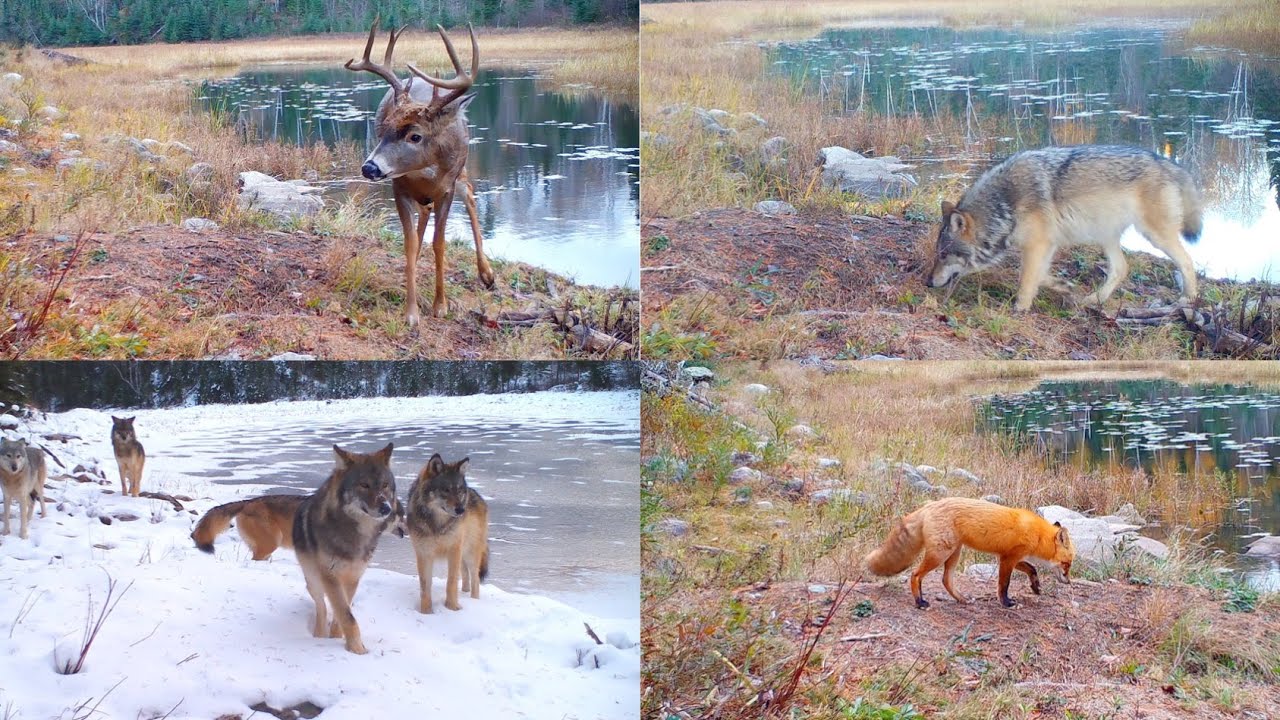 Northwoods wildlife deep in the heart of Voyageurs National Park - YouTube