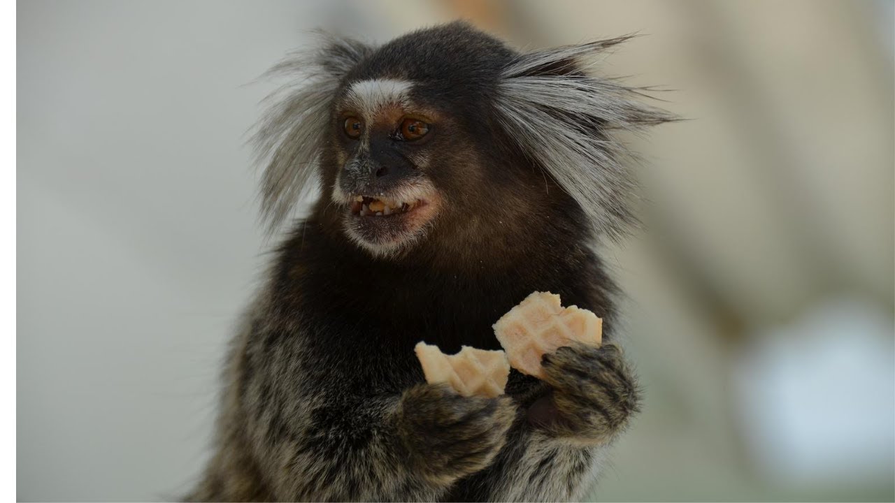 🔴 Sagui aviso de comida chamando o outro - YouTube