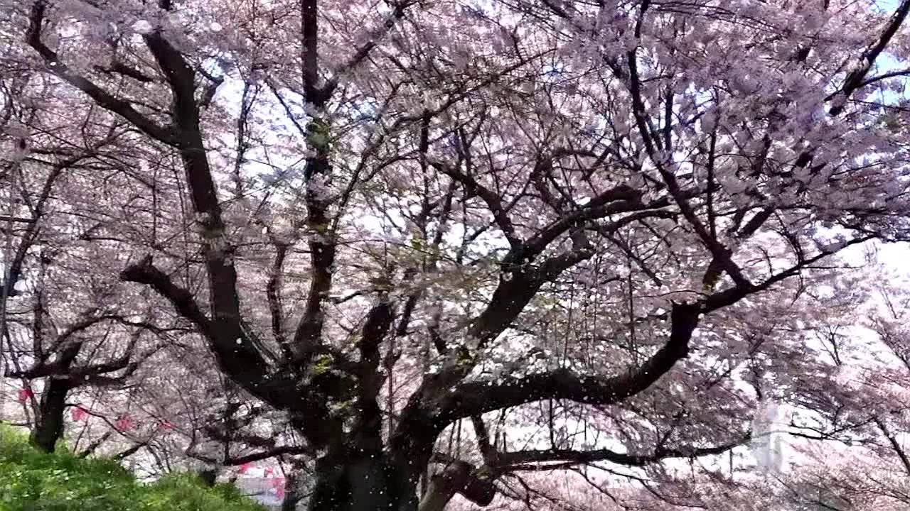 Sakura's Leaves Fall Down_Gongendo Park - YouTube