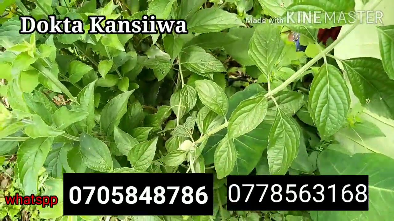 KAMUNYE AWOMESA EMMANA - YouTube