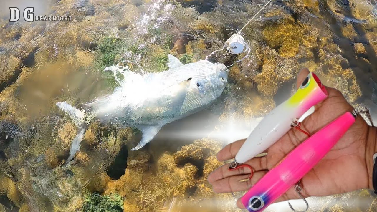 PESCA DE XAREU GRANDE EM ALAGOAS UTILIZANDO POPPERS. - YouTube