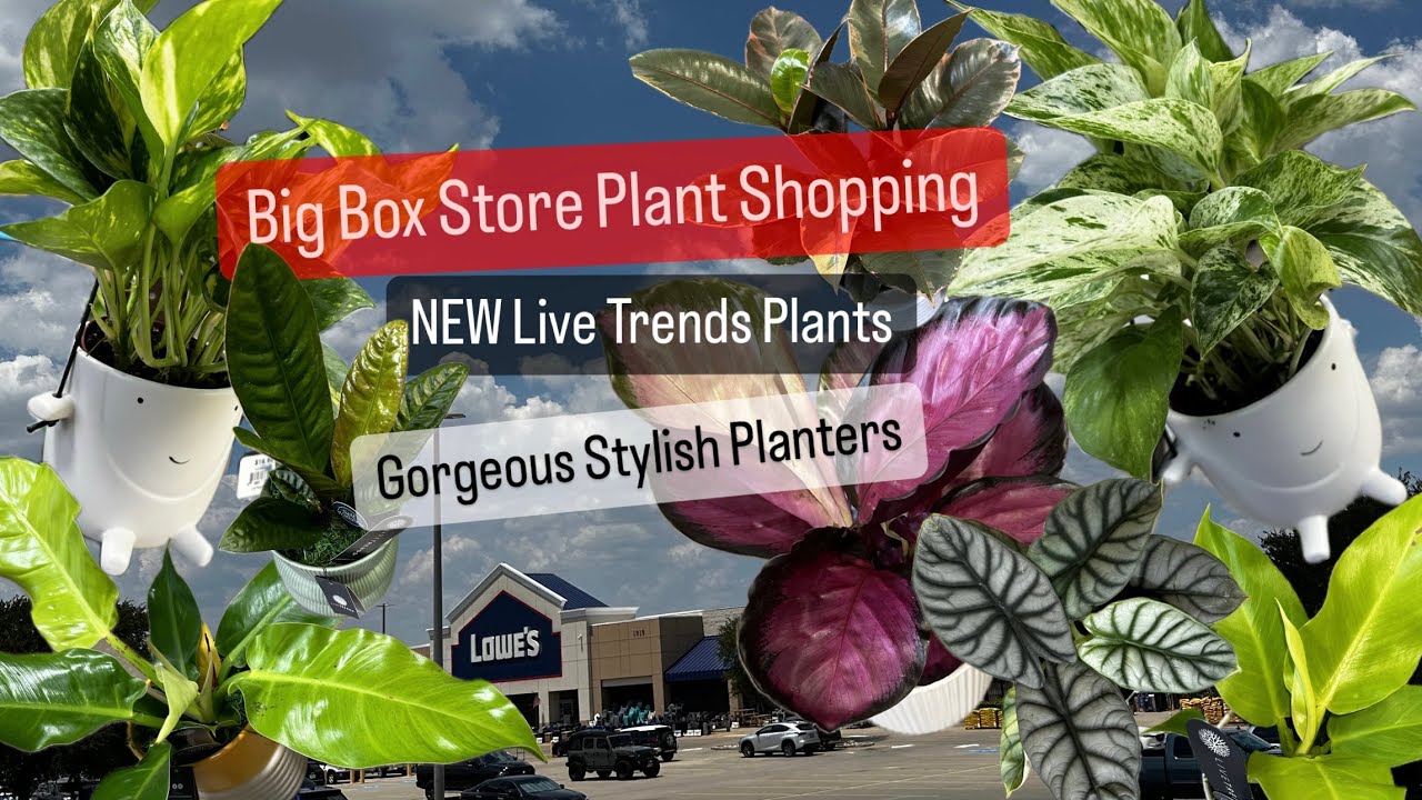 Big Box Store Plant Shopping New Houseplants Lowe's Live Trends Plants ...