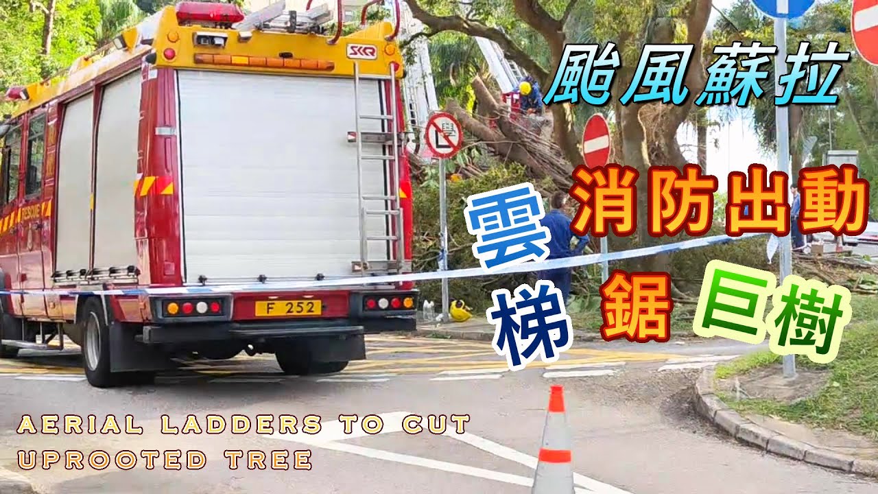 颱風蘇拉⛈️ 消防出動雲梯鋸巨樹🌳Typhoon Saola - Fireman deployed aerial ladders to cut ...